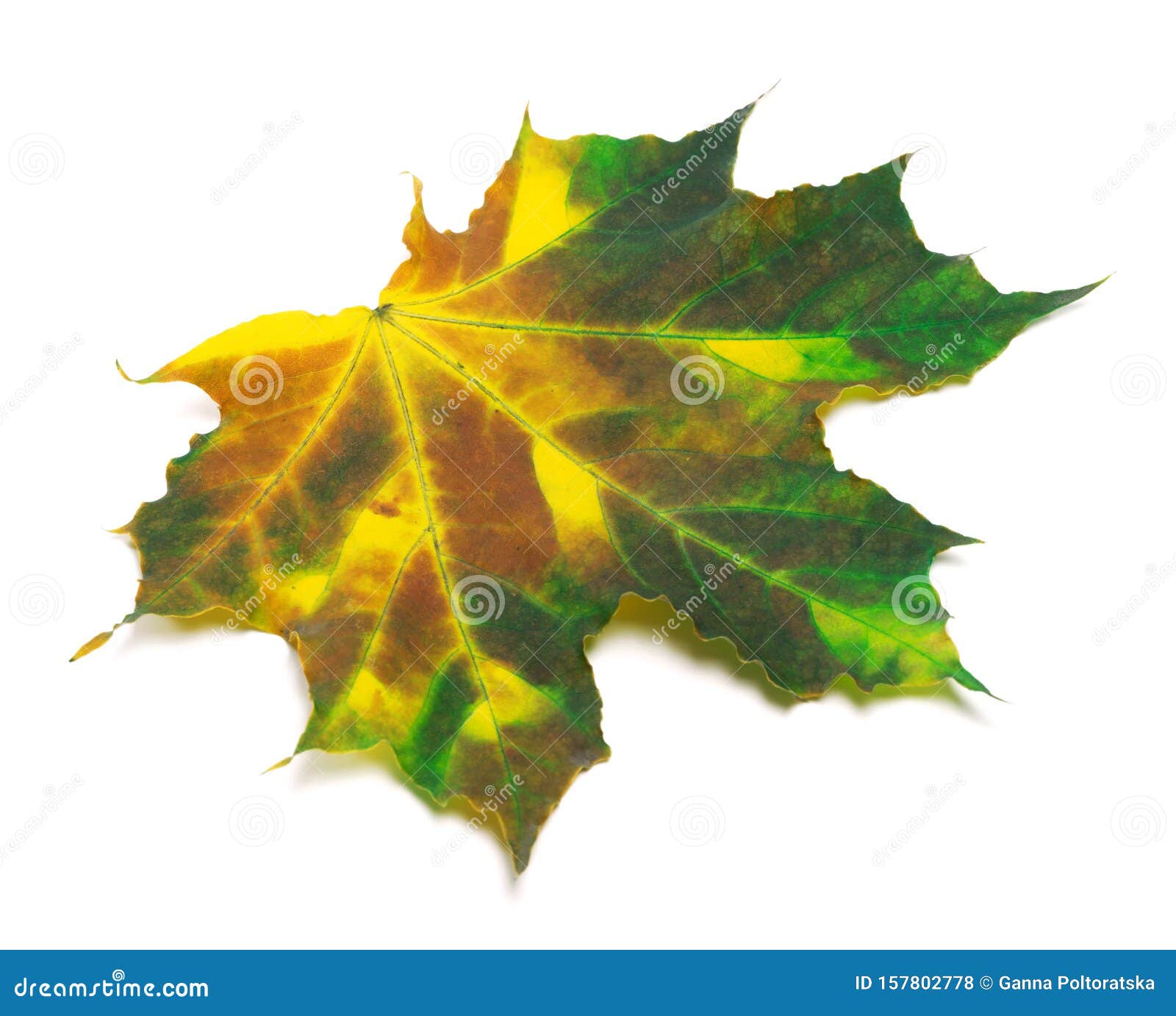 Multicolor maple-leaf stock photo. Image of foliage - 157802778
