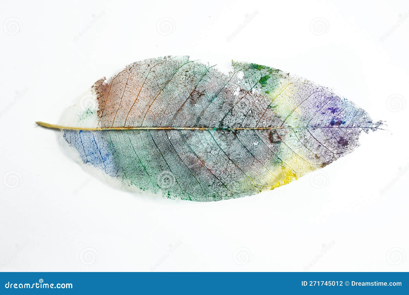 Multicolor Painted Skeleton Leaf, Isolated on White Background Stock ...