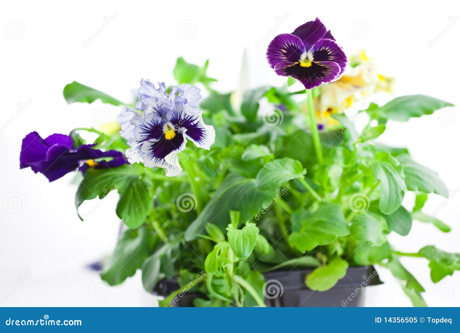 Multicolor Pansy S Sprouts in Plastic Pots Stock Image - Image of color ...