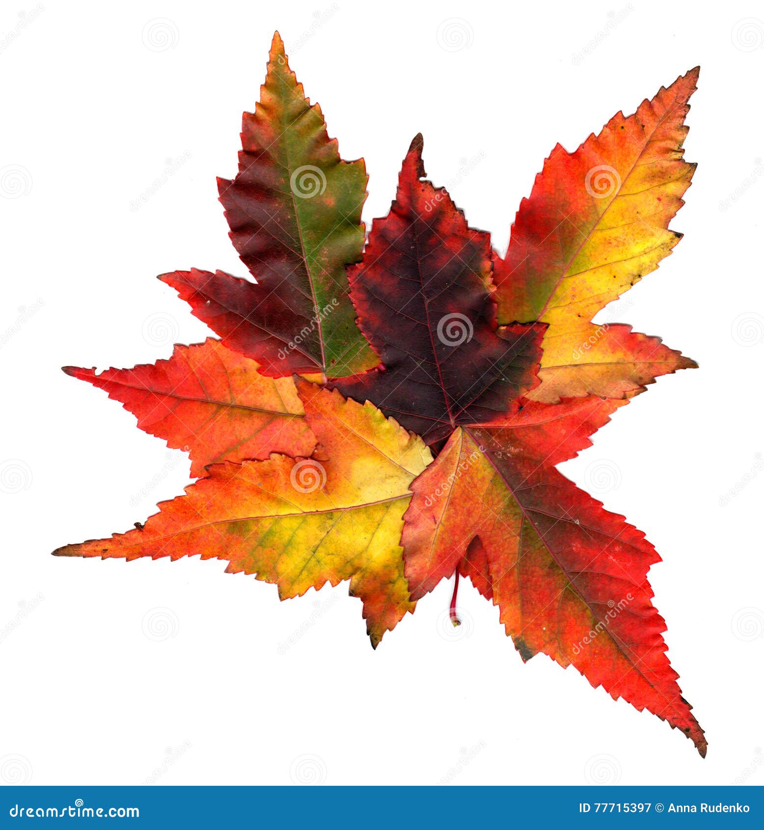 Multicolor Pressed Decorative Maple Leaves Stock Image - Image of ...