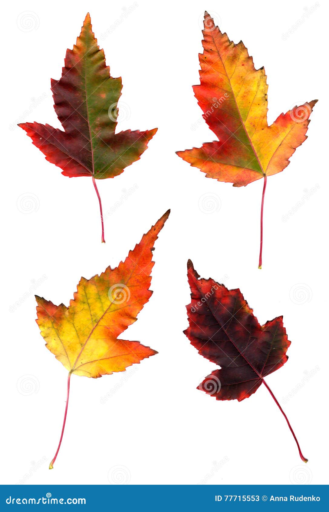 Multicolor Pressed Decorative Maple Leaves Stock Image - Image of ...