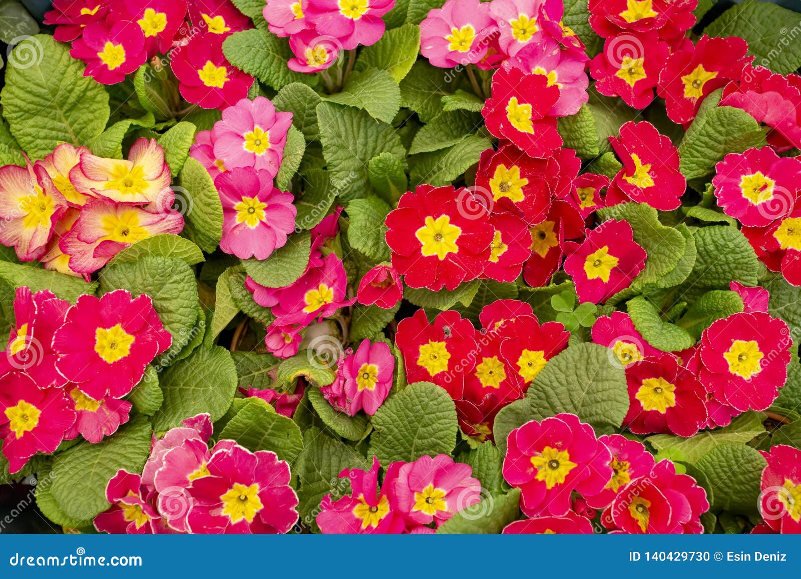 Multicolor Primrose Primula Vulgaris First Flower Blossoming Stock ...