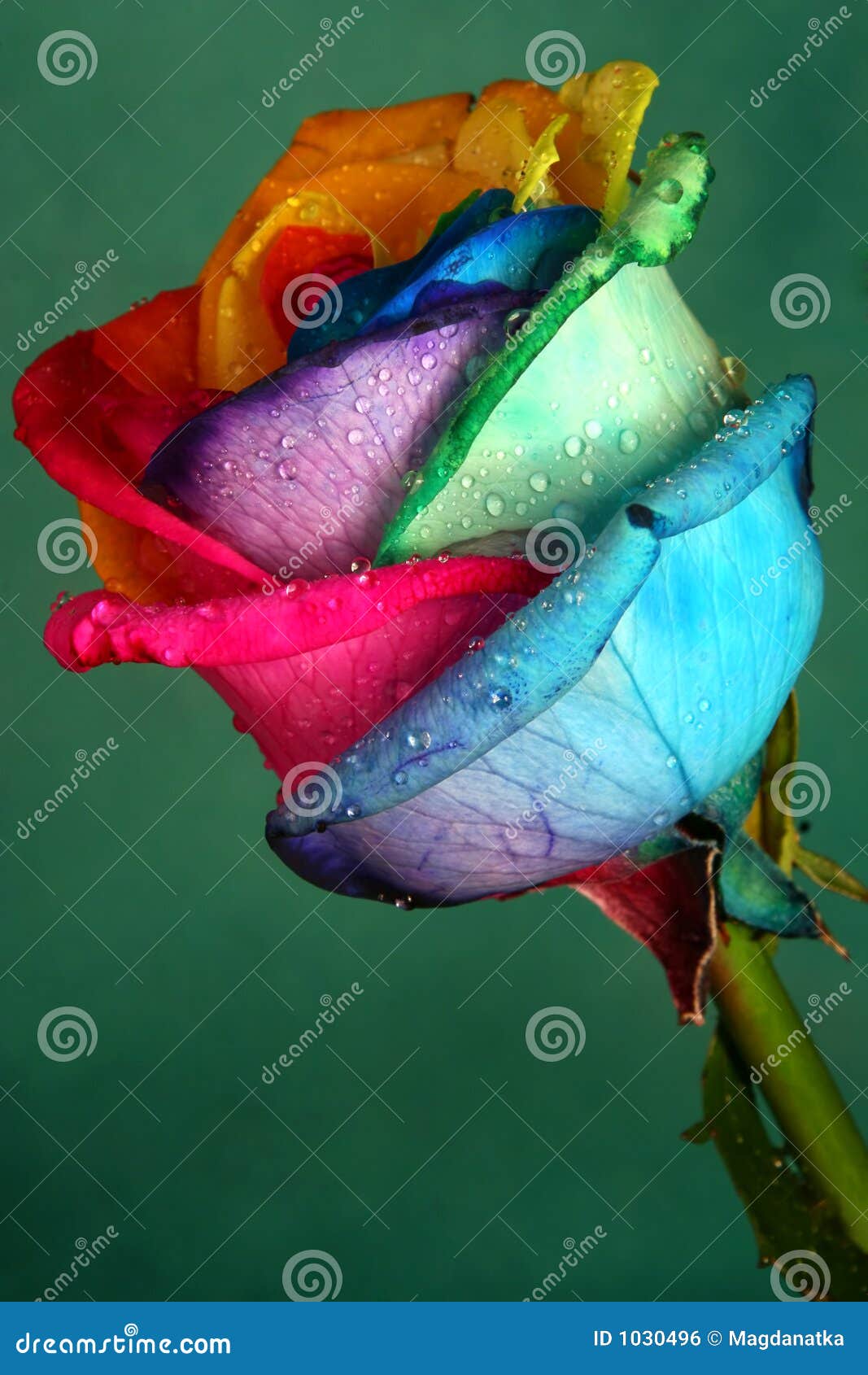 Multicolor rose stock photo. Image of beautiful, color - 1030496