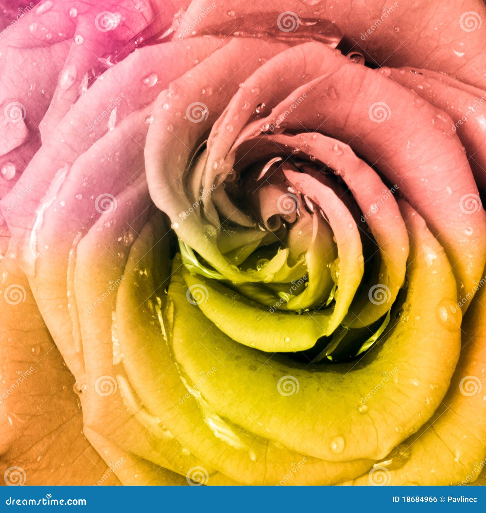 Multicolor rose stock photo. Image of botanical, bloom - 18684966