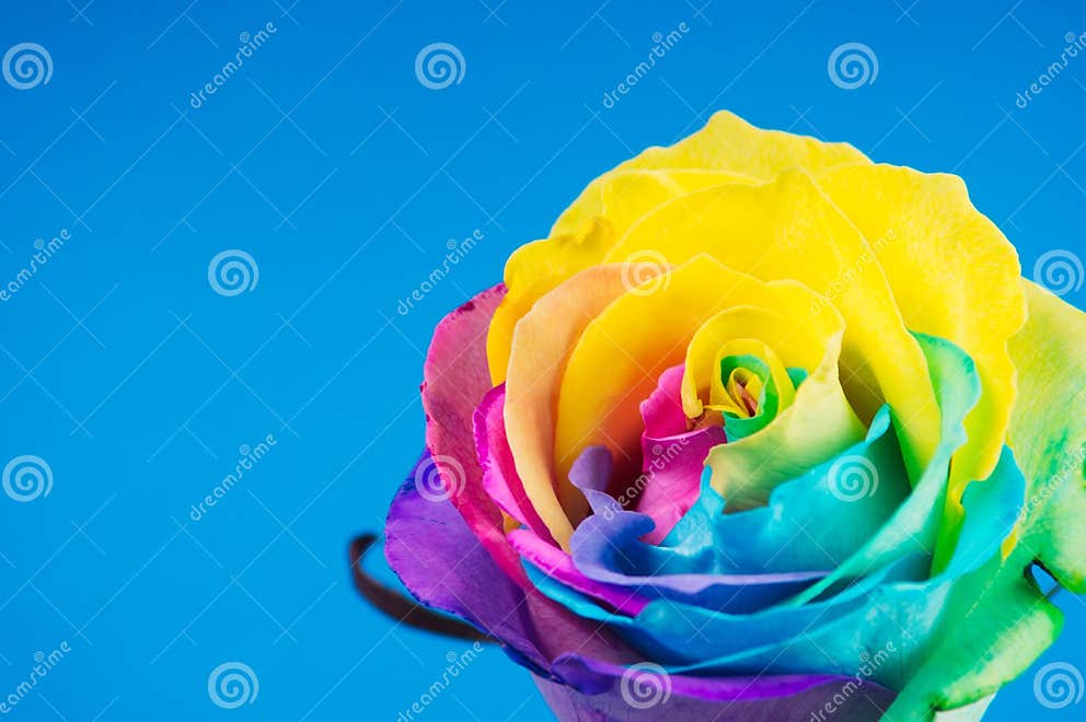 Multicolor Rose. Amazing Rainbow Rose Flower on Blue Background Stock ...