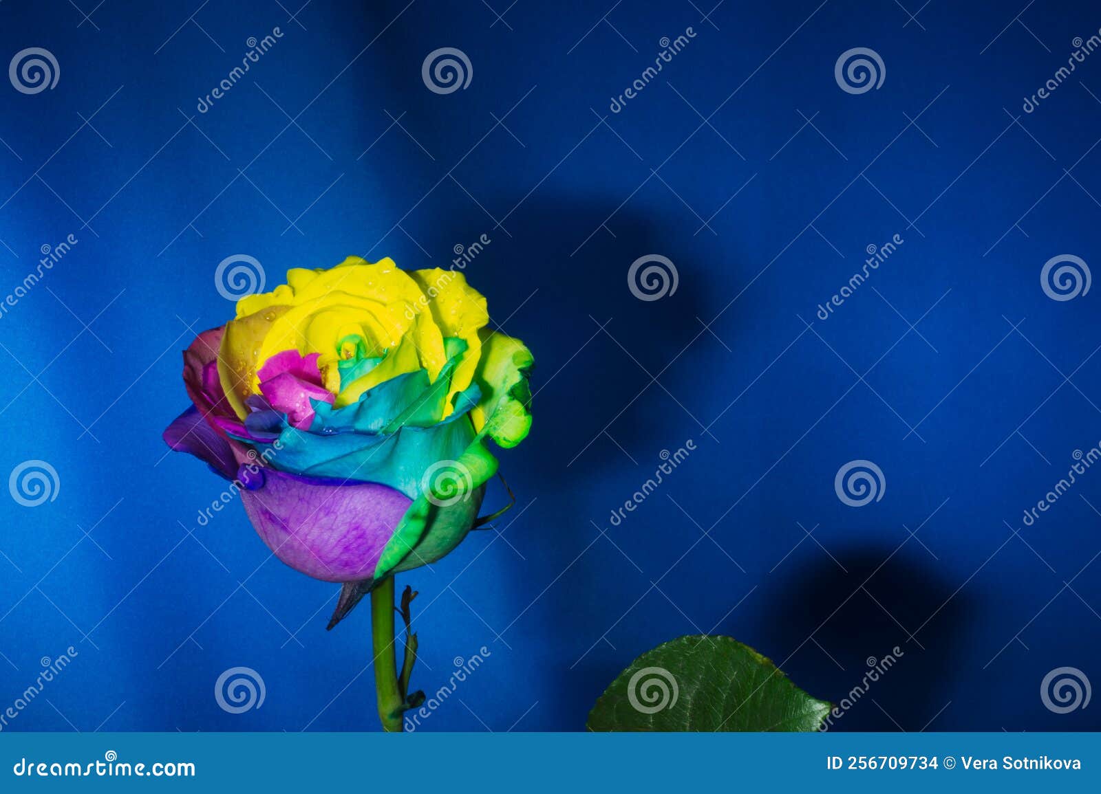 Multicolor Rose. Amazing Rainbow Rose Flower on Blue Background Stock ...