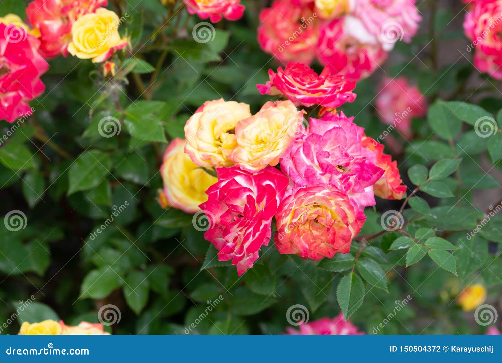 Multicolor Roses in a Garden Stock Photo - Image of flower, decoration ...
