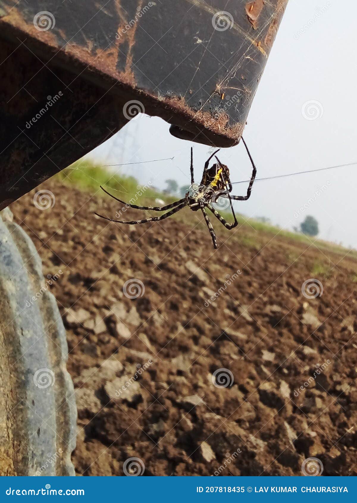 Multicolor Spider stock image. Image of insect, nature - 207818435