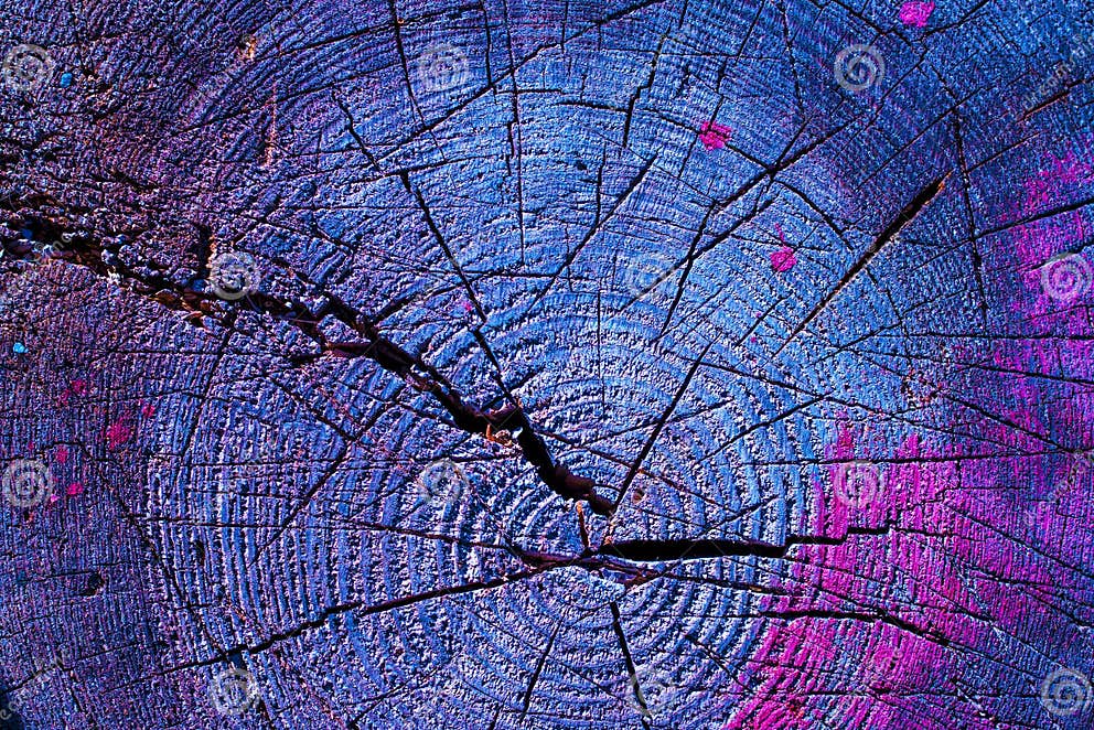 Multicolor Stump in Section Background Stock Photo - Image of plant ...