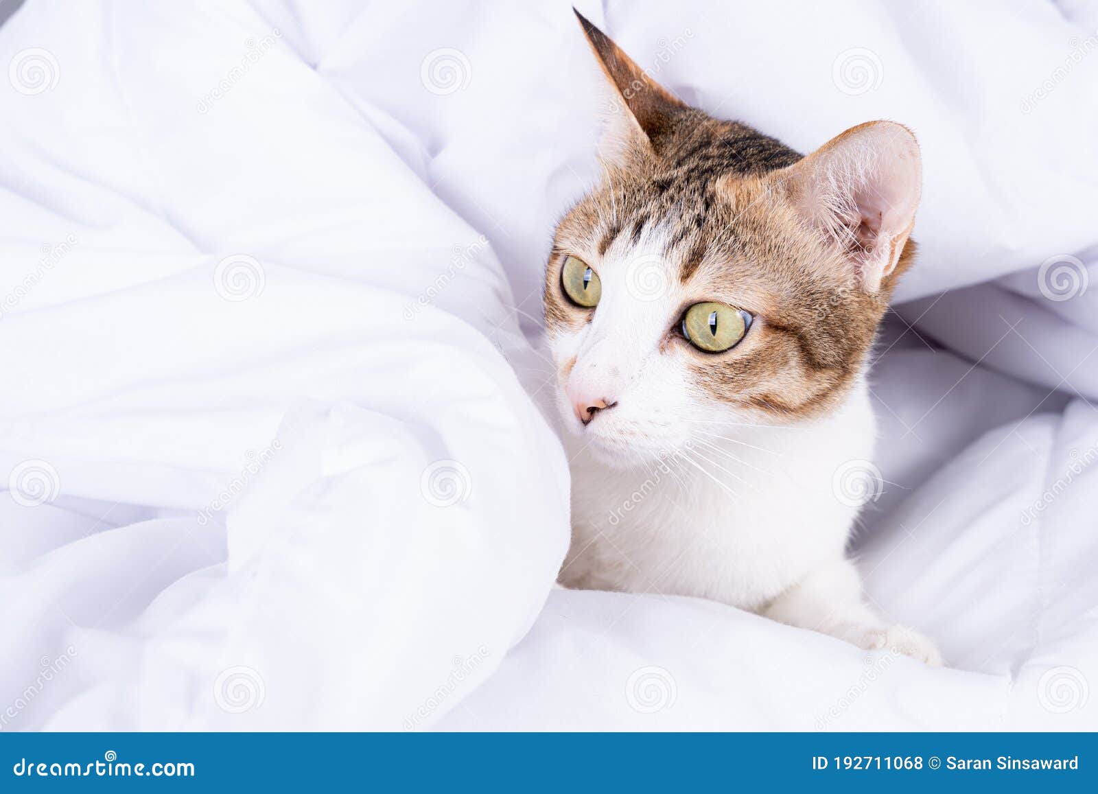 Multicolor Tabby Cute Kitten Lying Under a Blanket on the Bed. Pets and ...