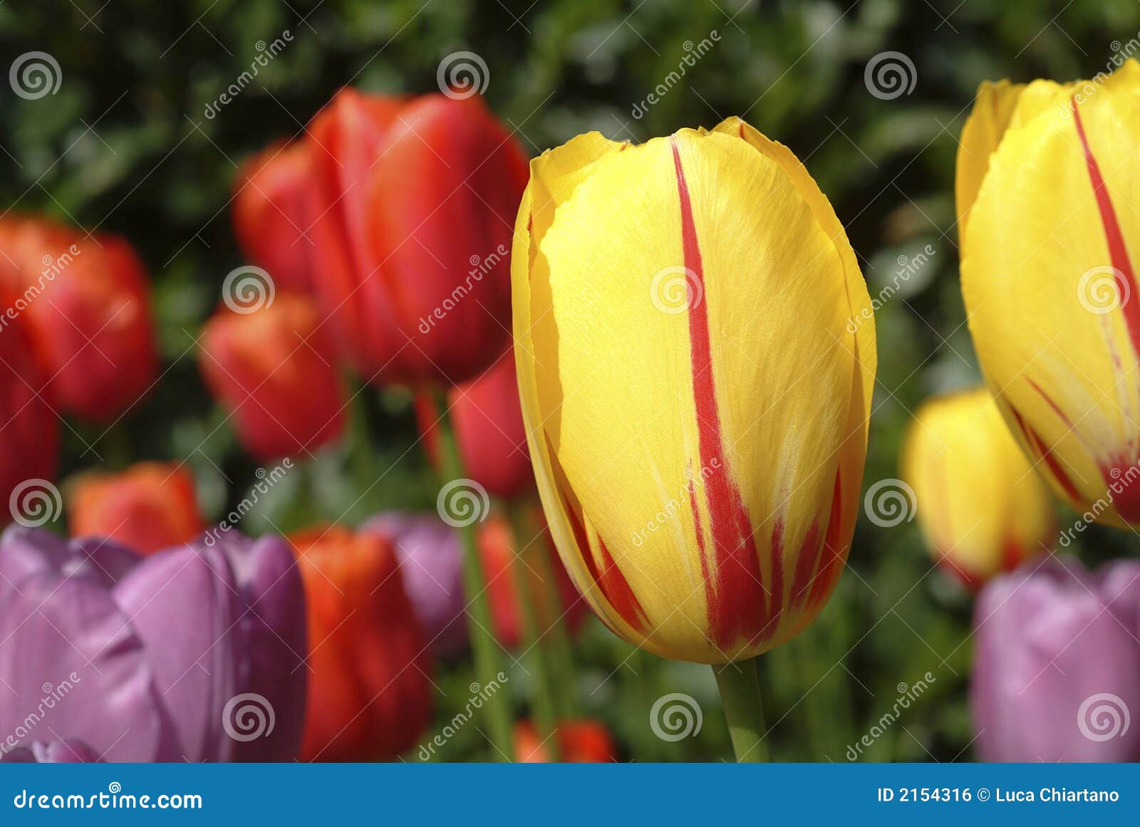 Multicolor tulips stock photo. Image of flowers, roses - 2154316