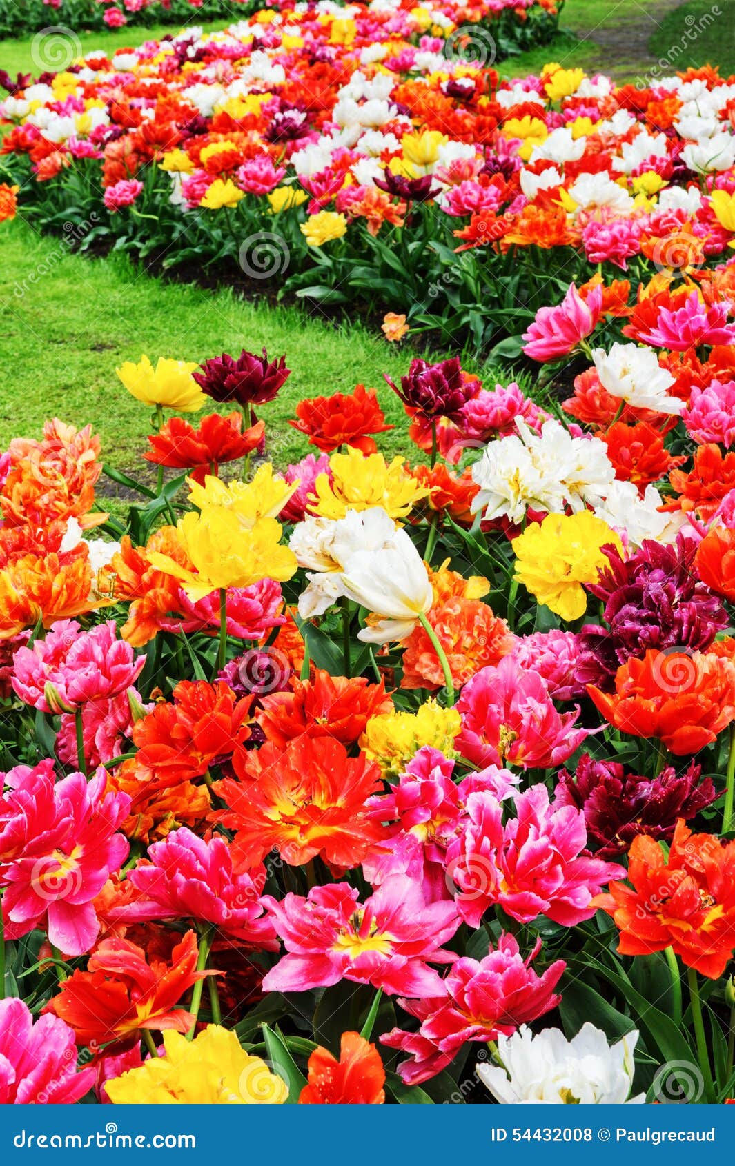 Multicolor tulips stock photo. Image of background, horticulture - 54432008