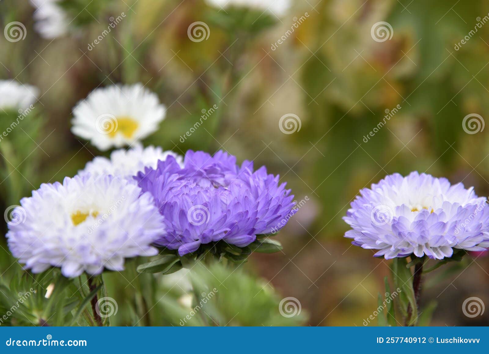 Multicolored Aster Flowers Close-up. Large Beautiful Aster Flowers ...
