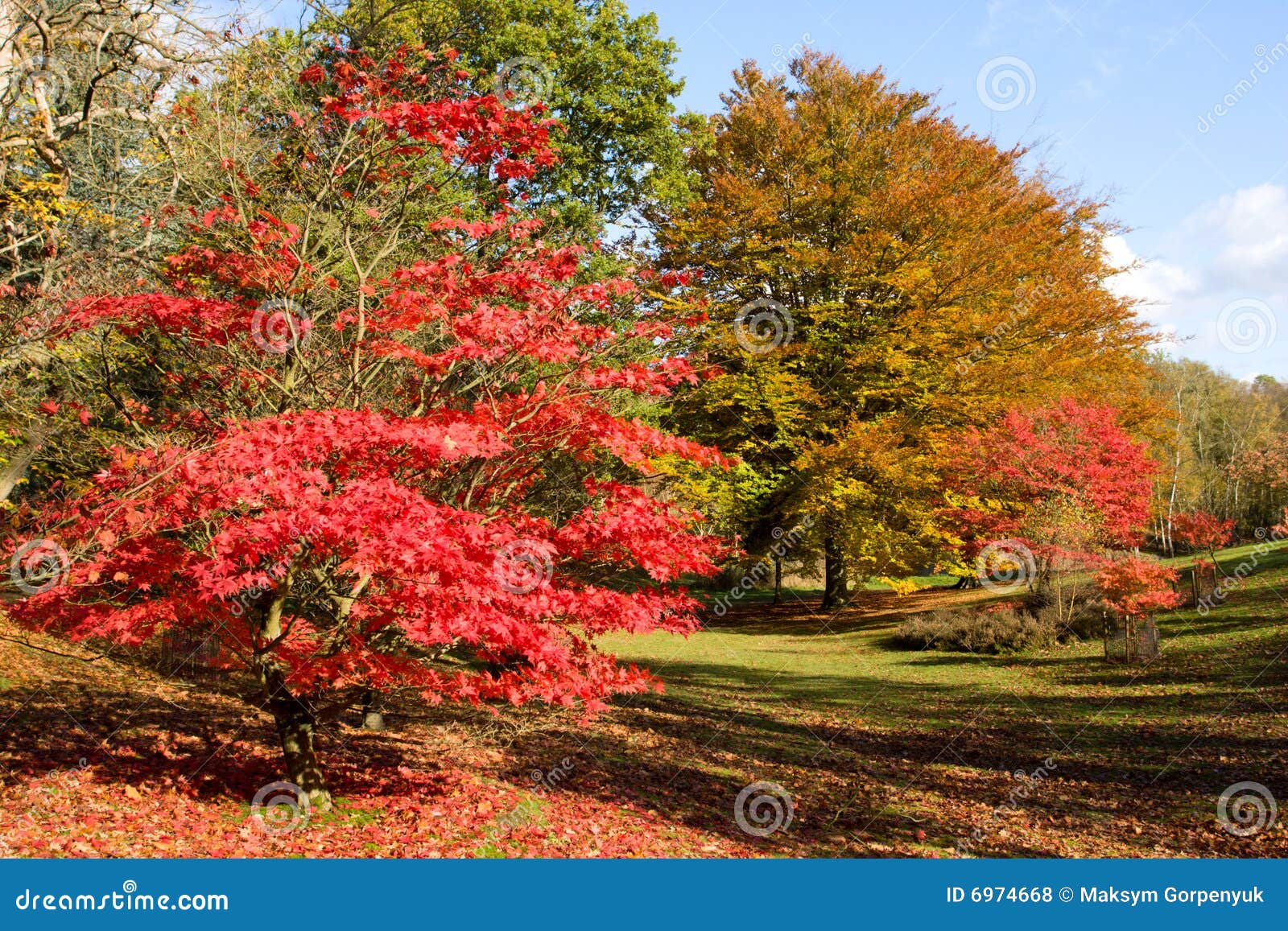 Multicolored autumn forest stock photo. Image of glade - 6974668
