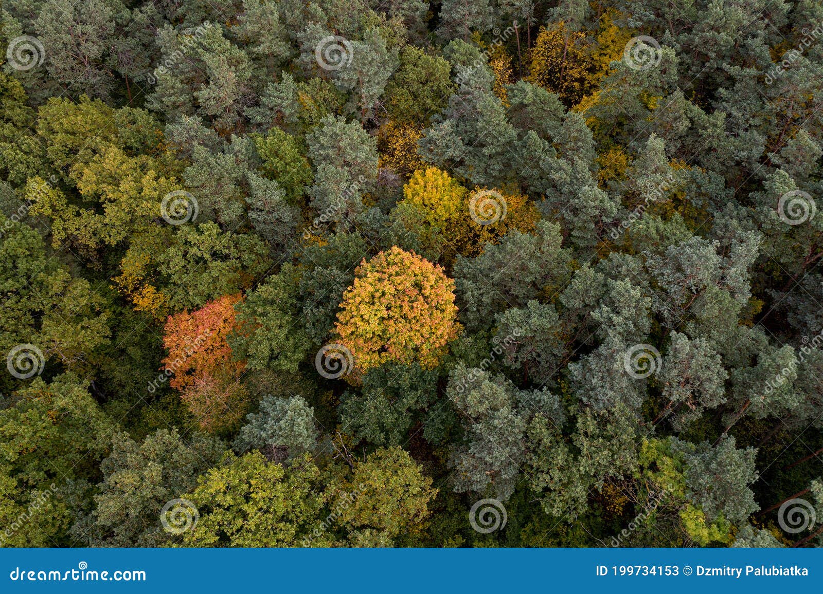 Multicolored Autumn Forest Top View from the Throne Stock Image - Image ...