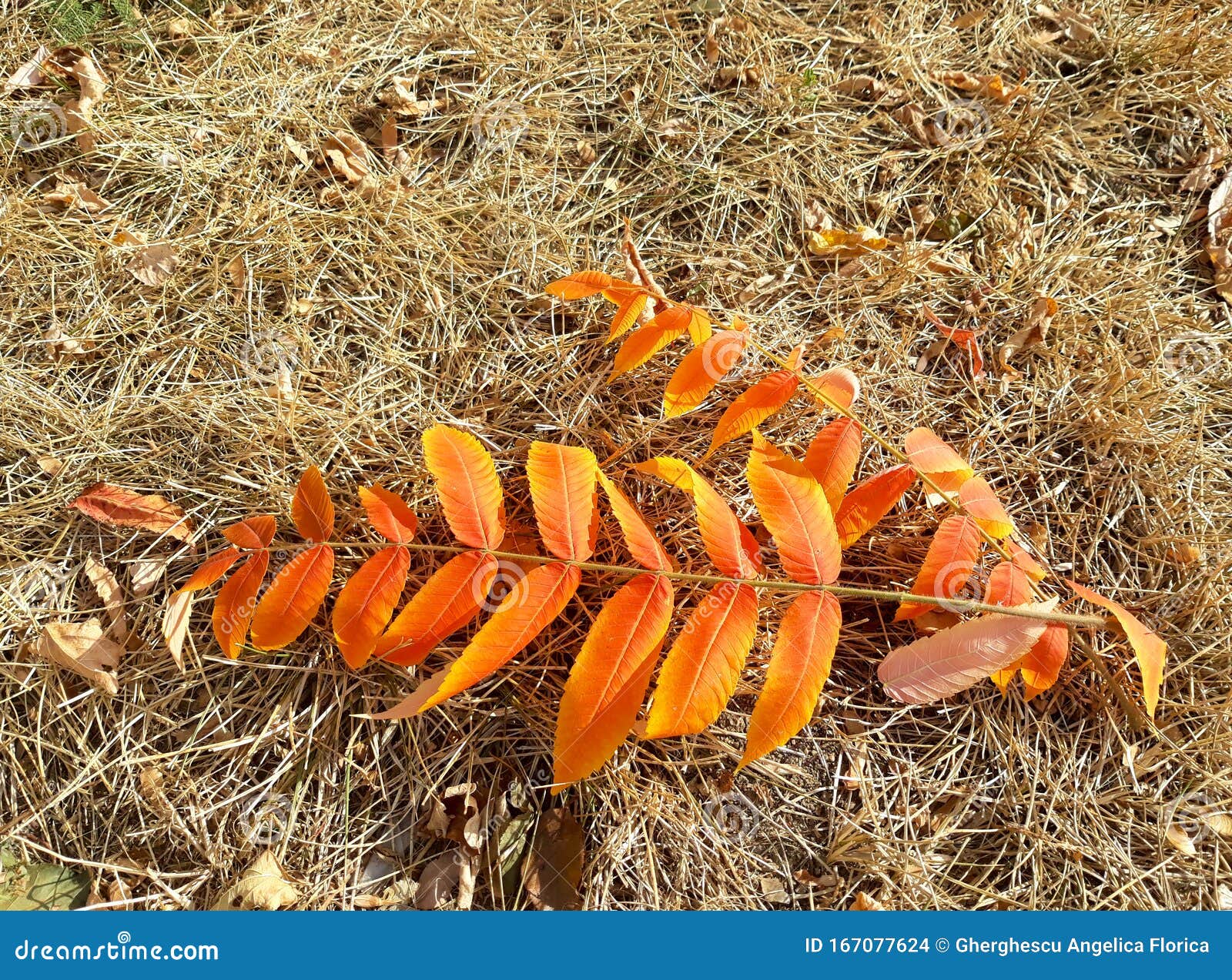 Multicolored Autumn Leaf of Smooth Sumac Tree on Dry Grass Stock Photo ...