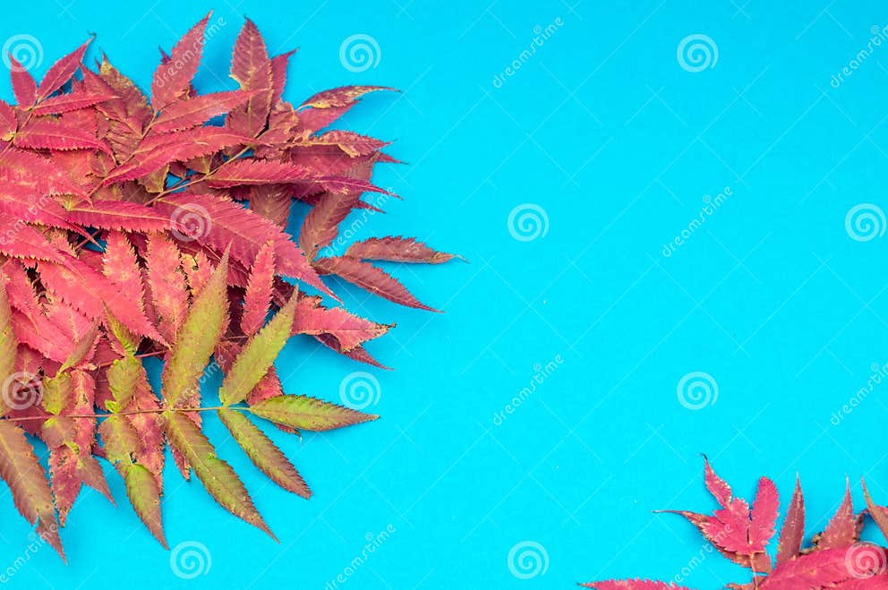 Multicolored Autumn Leaf on a Soft Blue Background Stock Photo - Image ...