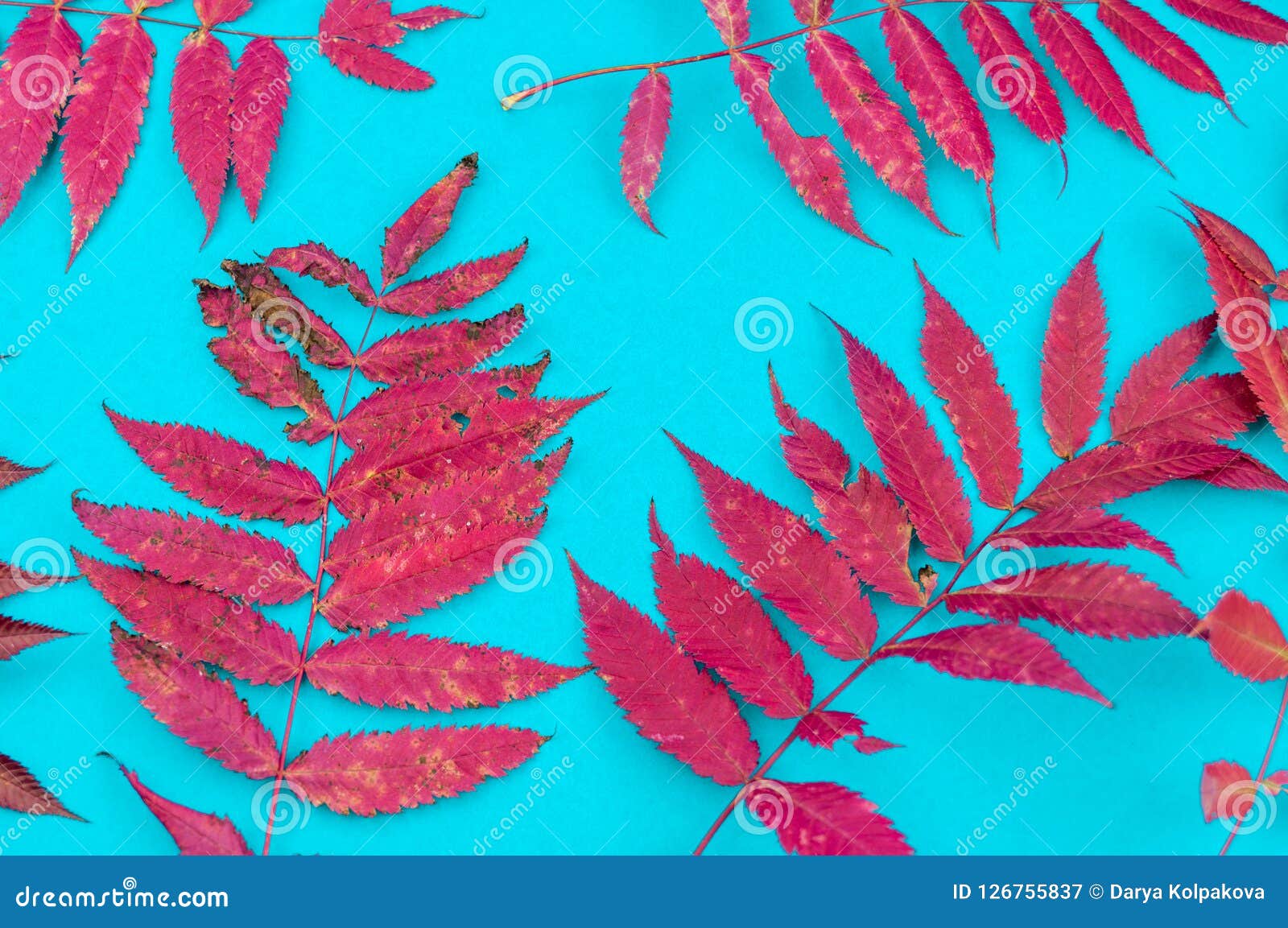 Multicolored Autumn Leaf on a Soft Blue Background Stock Image - Image ...