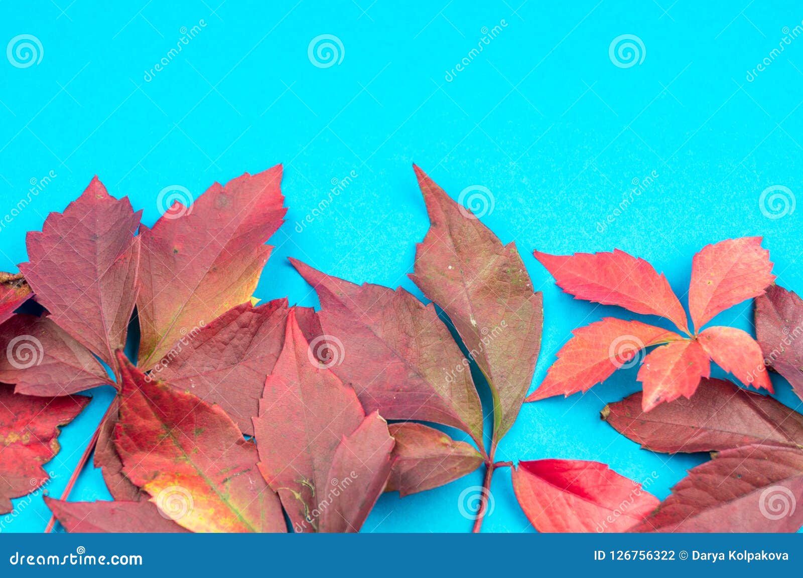 Multicolored Autumn Leaf on a Soft Blue Background Stock Photo - Image ...