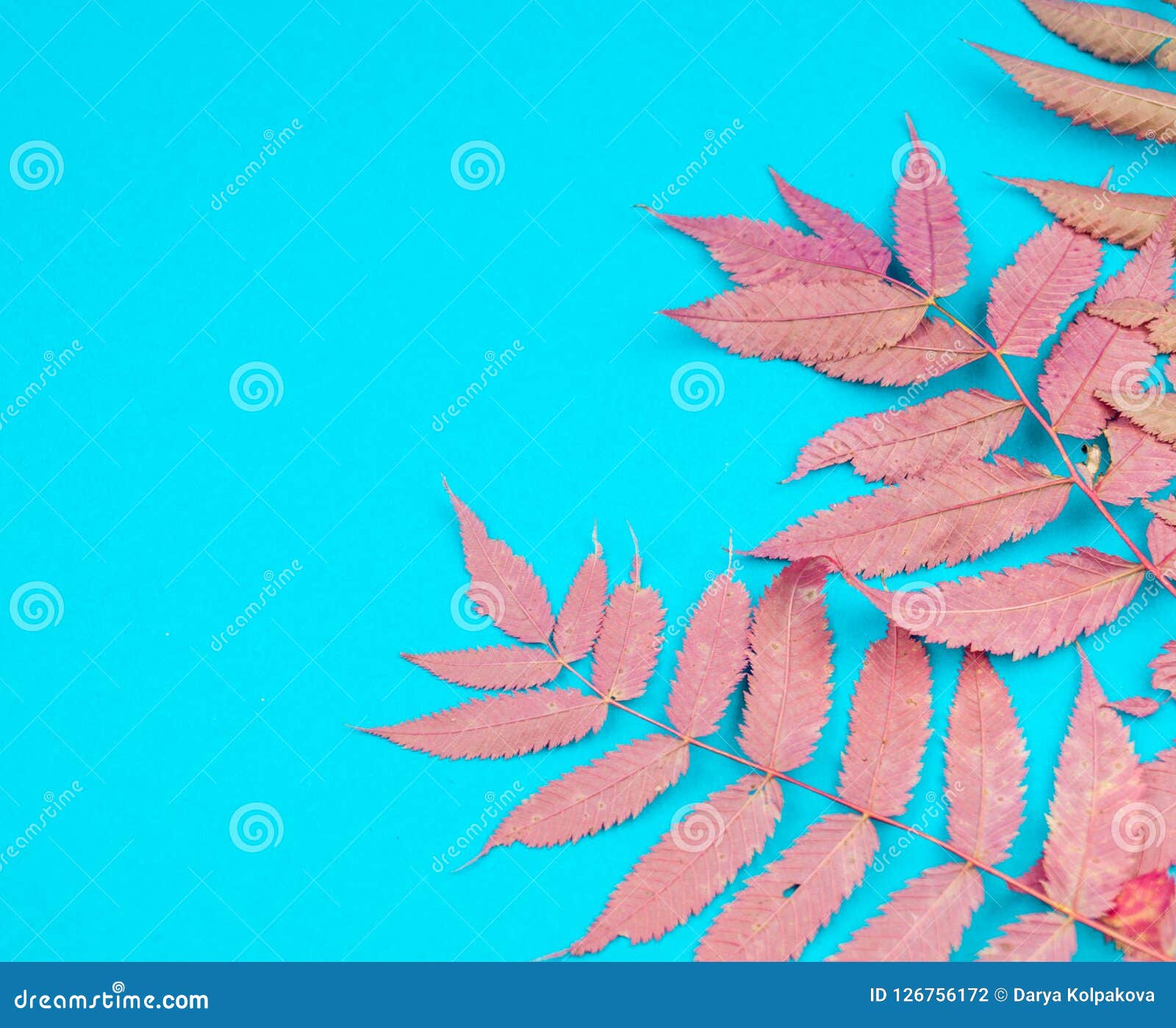 Multicolored Autumn Leaf on a Soft Blue Background Stock Photo - Image ...
