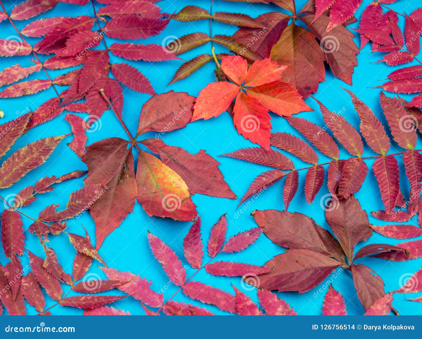 Multicolored Autumn Leaf on a Soft Blue Background Stock Photo - Image ...