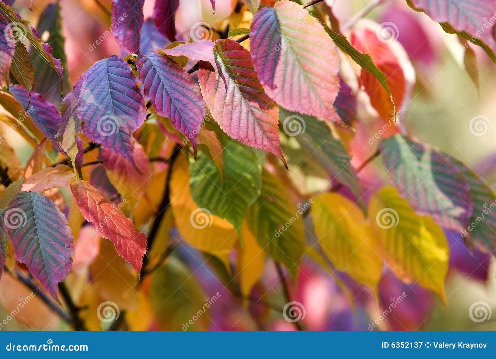 Multicolored autumn leaves stock image. Image of autumn - 6352137