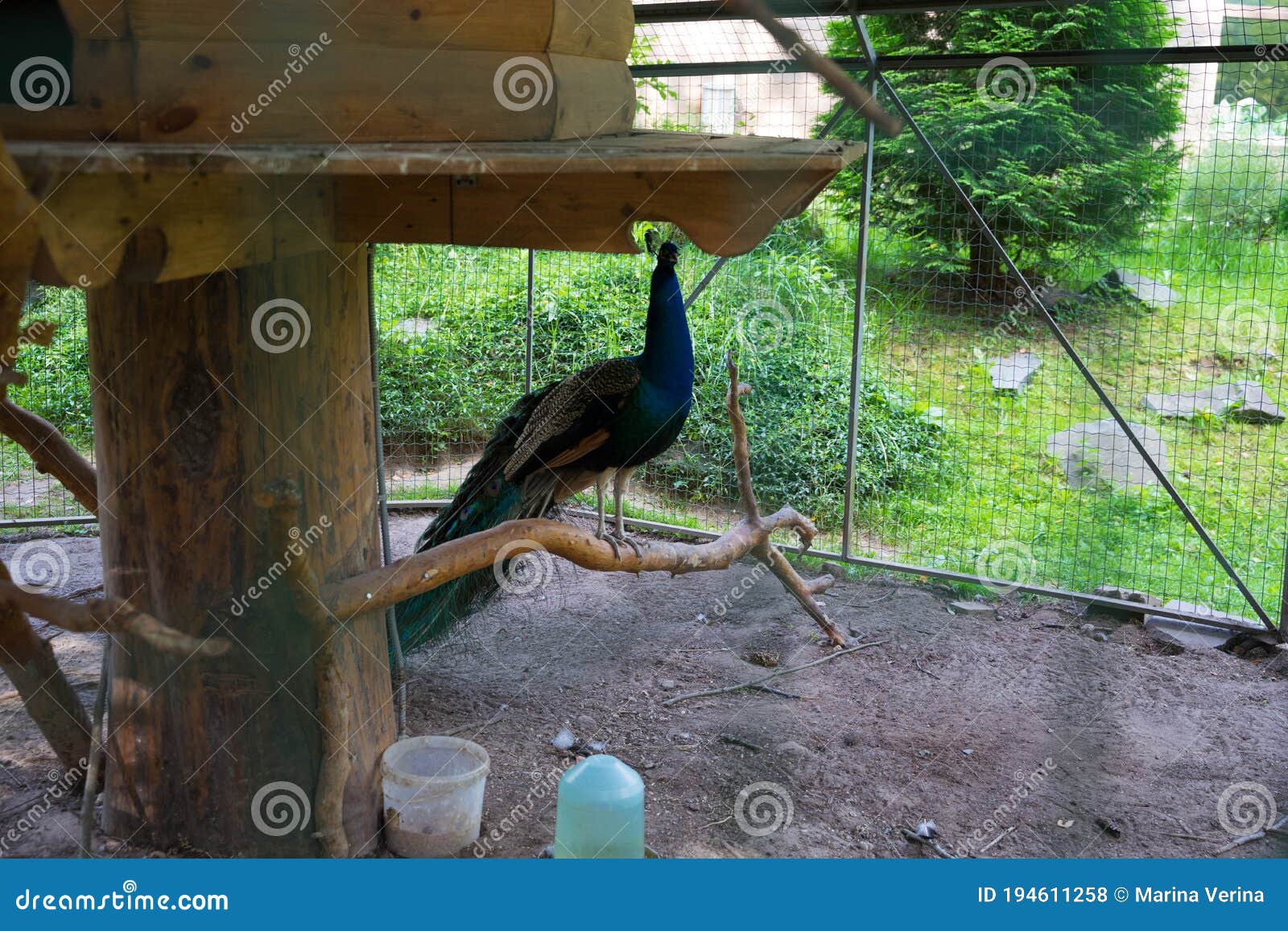 Beautiful Peacock Sitting in a Cage Stock Photo - Image of pattern ...