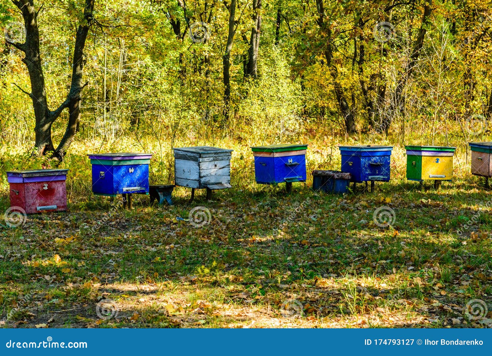 Multicolored Bee Hives at Apiary in the Forest Stock Image - Image of ...