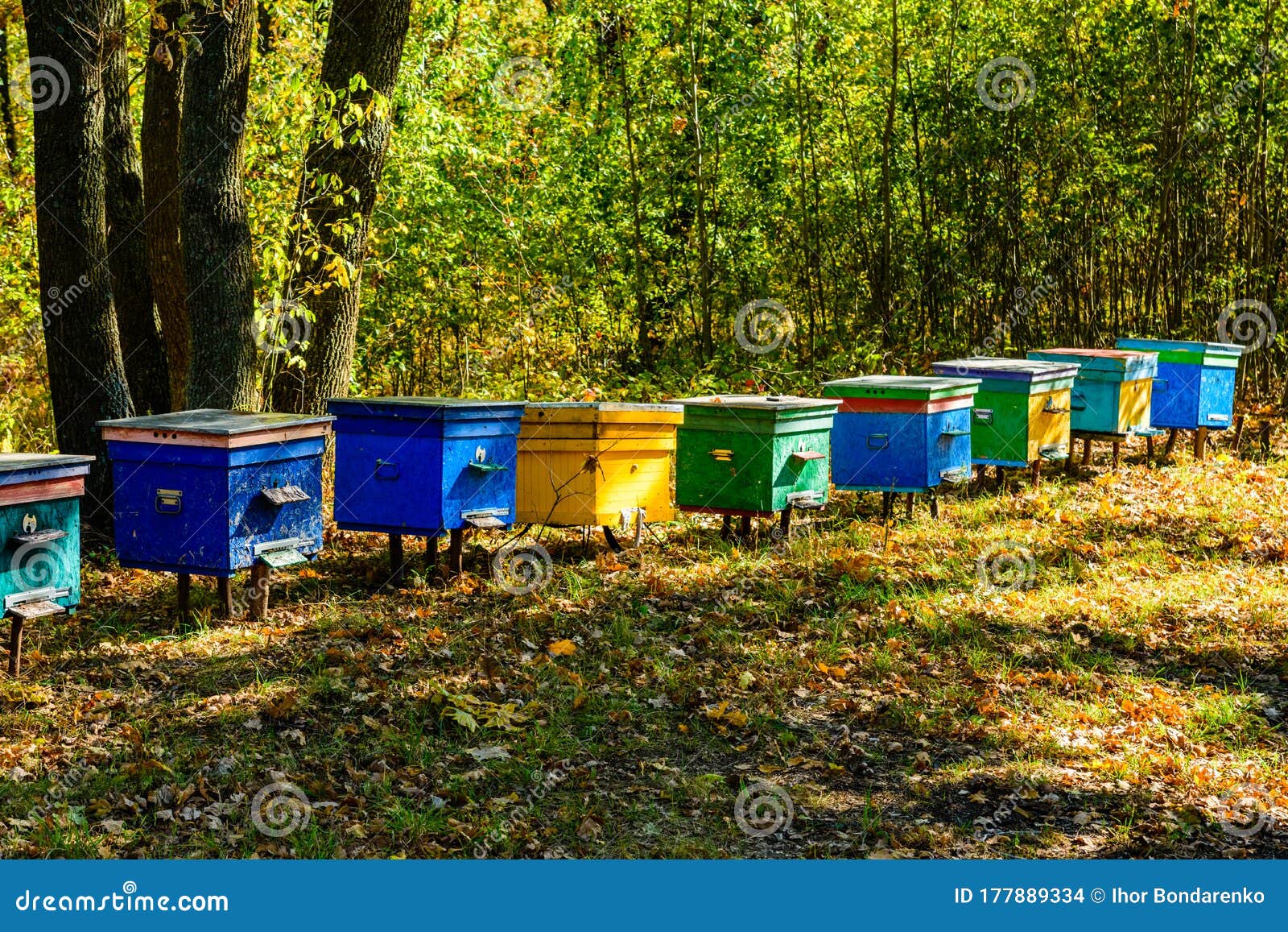 Multicolored Bee Hives at Apiary in the Forest Stock Photo - Image of ...