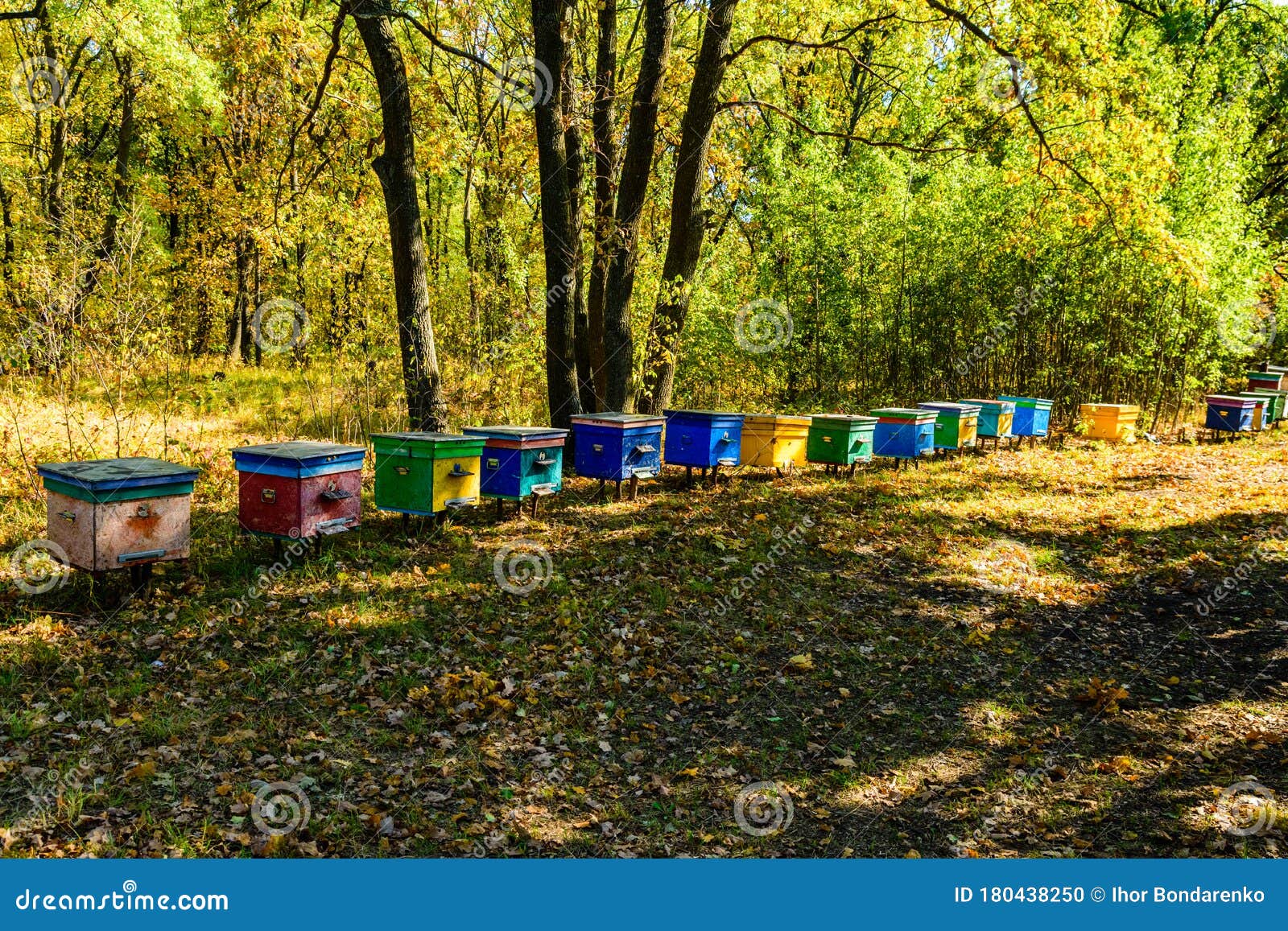 Multicolored Bee Hives at Apiary in the Forest Stock Photo - Image of ...