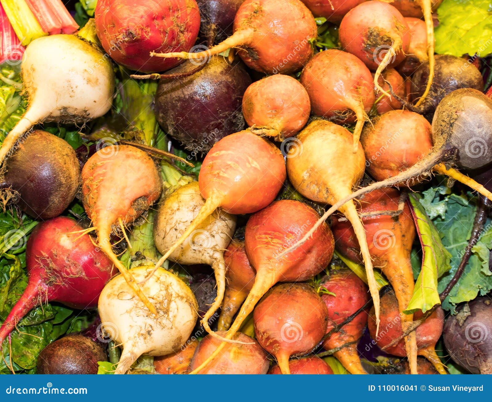 Multicolored Beets with Roots and Leaves in Bulk Stock Image - Image of ...