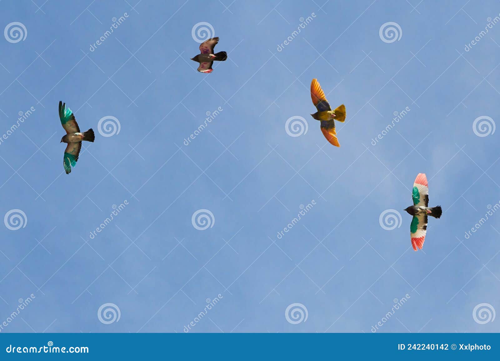 Colored birds flying stock photo. Image of painted, colored - 242240142