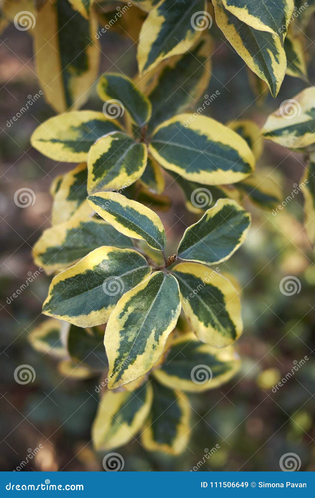Branch Of Elaeagnus Multiflora With Fruits Stock Photography ...