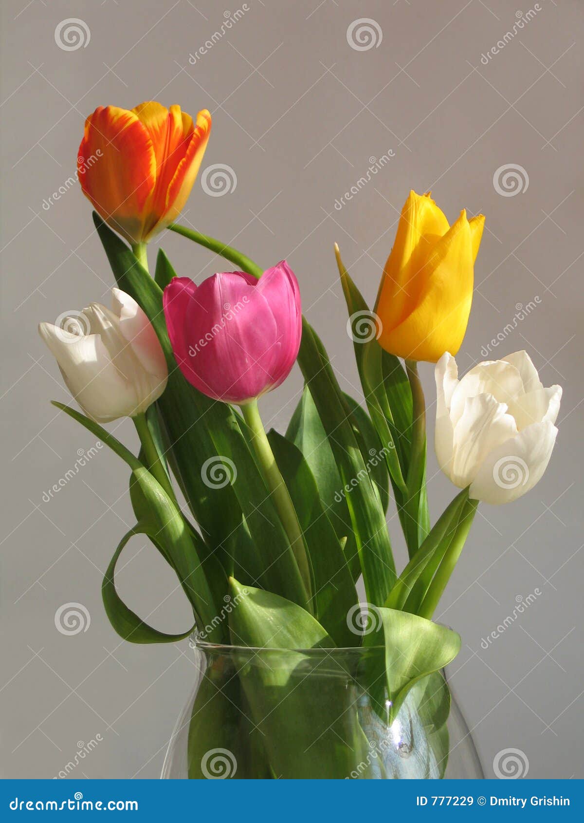 Multicolored Bunch of Tulips Stock Image - Image of holland, bulb: 777229
