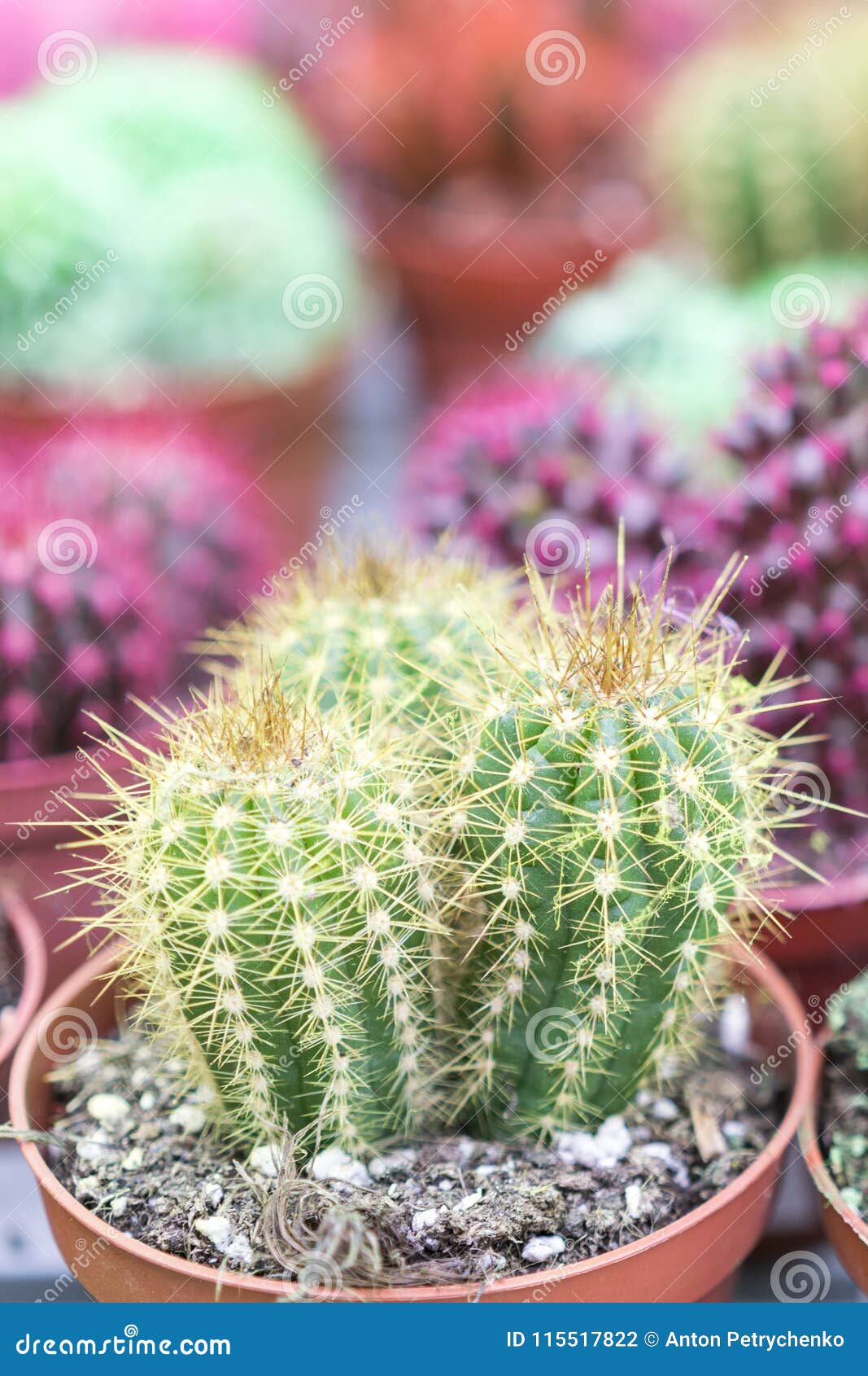 Multicolored Cacti in Flowerpots. Collection of Multi-colored Cactuses ...