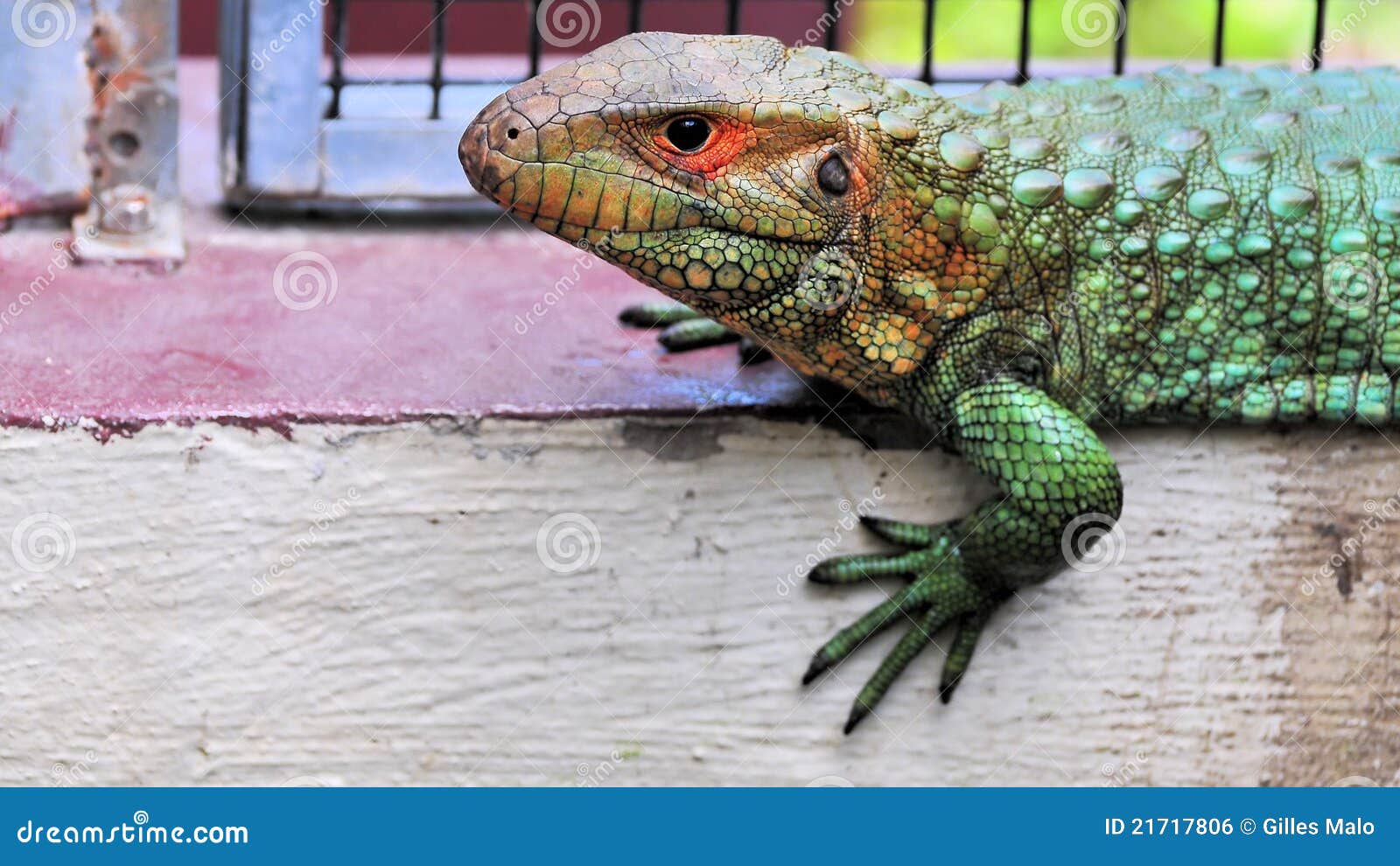 Multicolored Caiman Lizard stock photo. Image of outdoors - 21717806