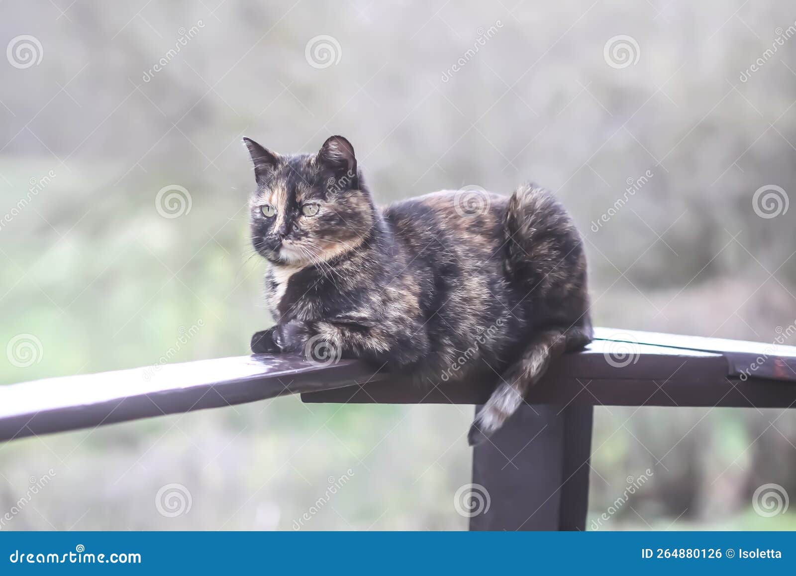Multicolored Cat Sitting on Wooden Railing Stock Photo - Image of ...