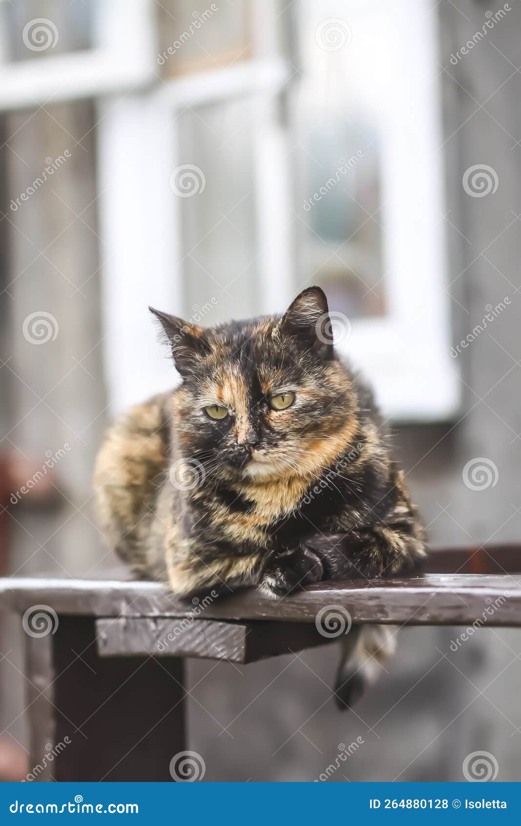 Multicolored Cat Sitting on Wooden Railing Stock Photo - Image of ...