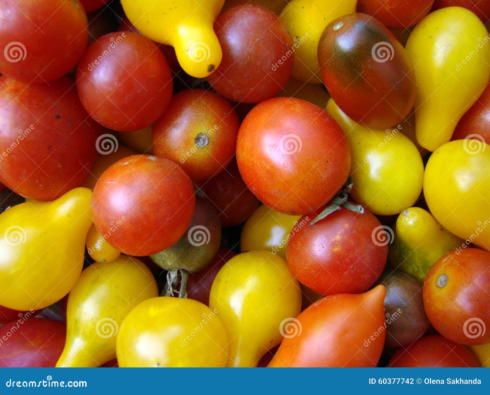 Multicolored Cherry Tomatoes Stock Photo - Image of cherry, freshness ...