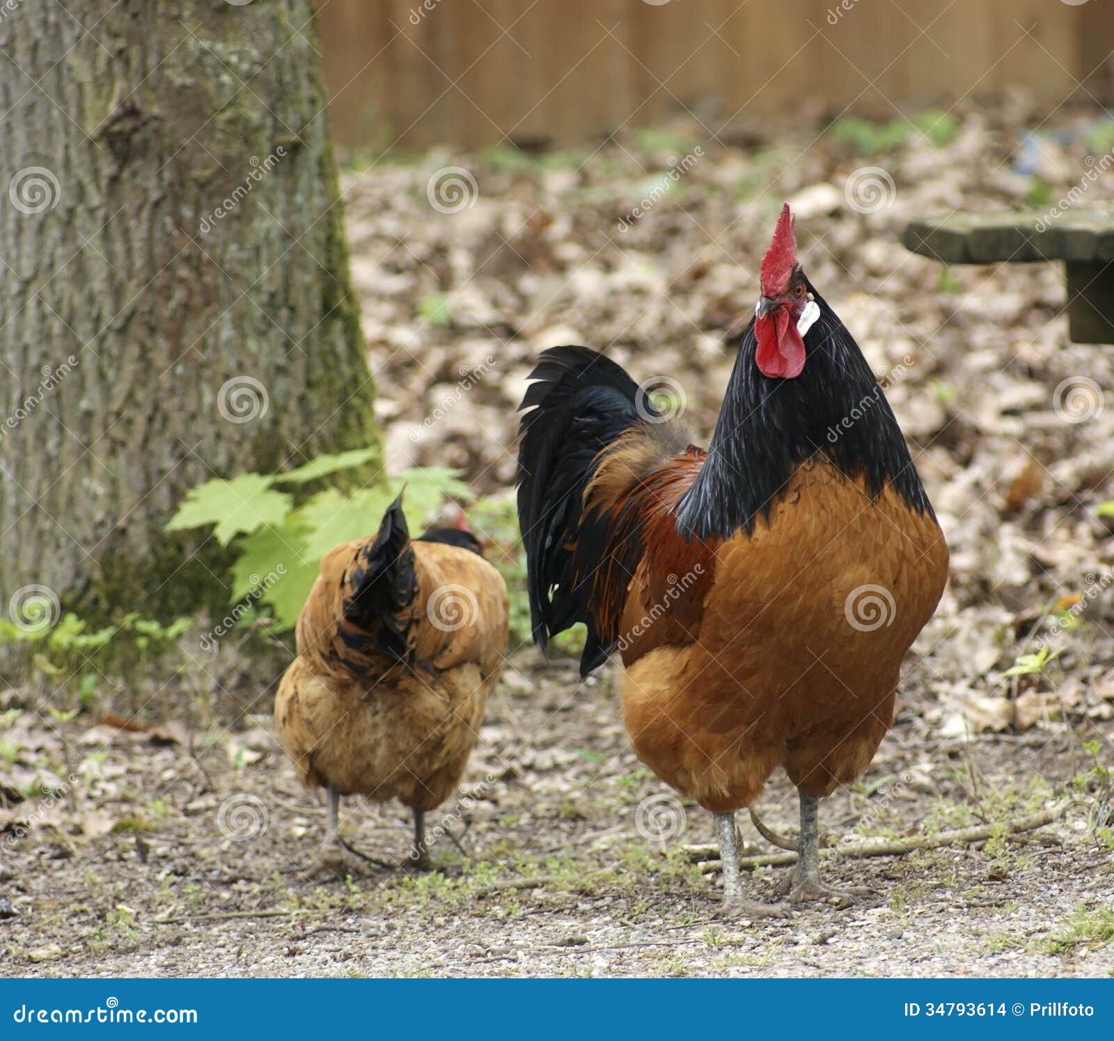 Multicolored Chickens in Natural Back Stock Photo - Image of cockerel ...