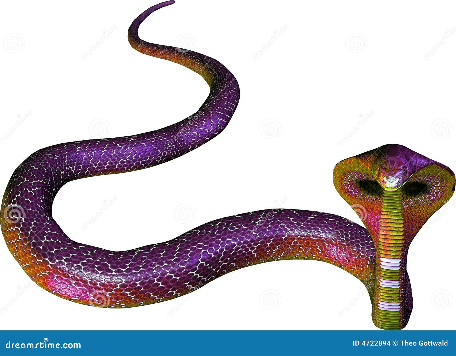 Multicolored Cobra stock illustration. Illustration of serpent - 4722894