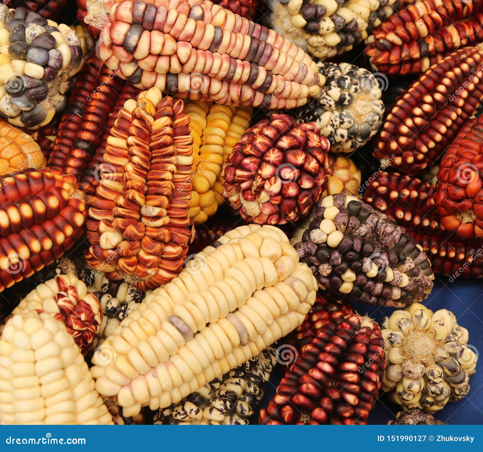 Multicolored Corn Cobs Variety in Peru Stock Image - Image of colored ...