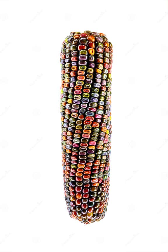 Multicolored Corn Head Corn Seeds on a White Stock Photo - Image of ...
