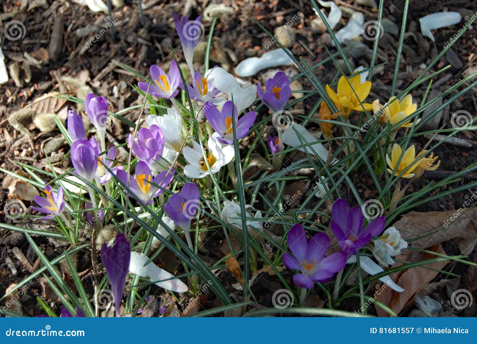 Multicolored Crocus Blooms in the Woods in Early Spring Stock Image ...