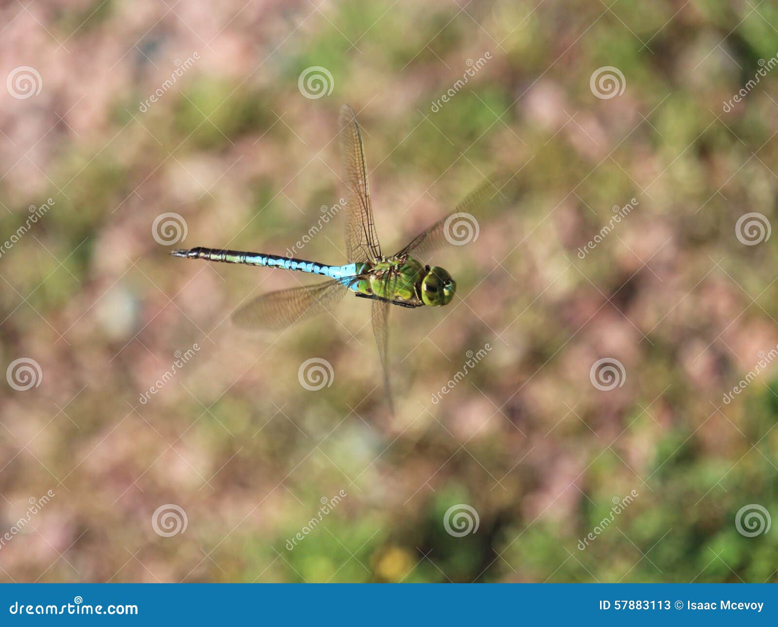 Dragonfly With A Half Silhouette Abdomen And Wings Ready To Flap Stock ...