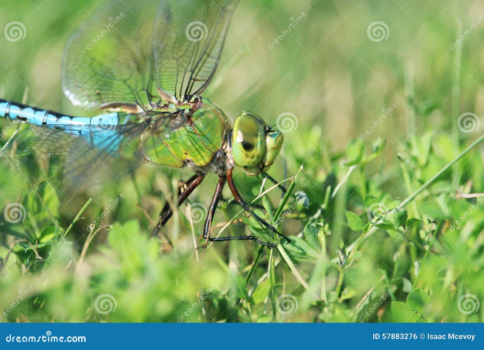 Multicolored dragonfly stock photo. Image of green, wing - 57883276