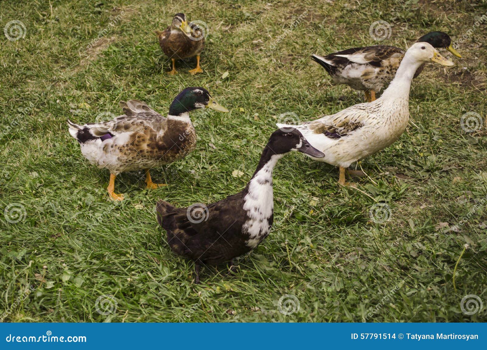 Multicolored Ducks Graze on the Meadow Stock Photo - Image of summer ...
