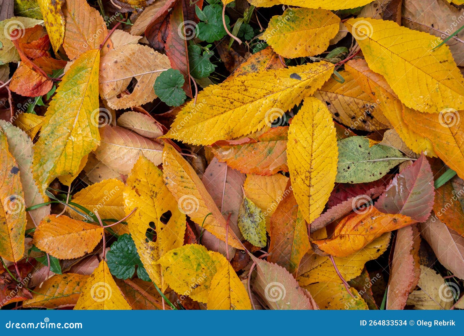 Multicolored Fallen Cherry Leaves Stock Photo - Image of colorful ...
