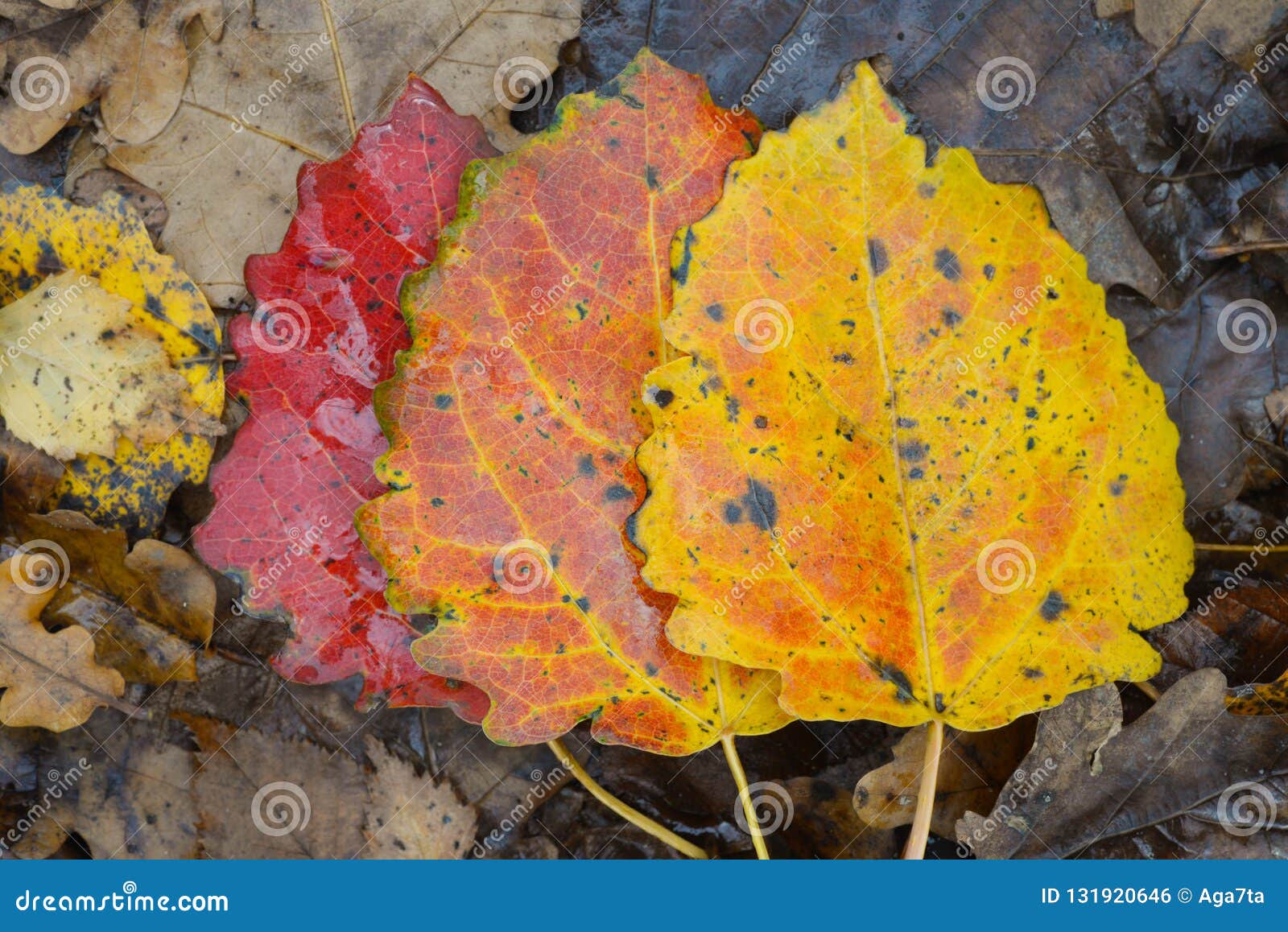 Multicolored Fallen Poplar Leaves Macro Stock Photo - Image of macro ...
