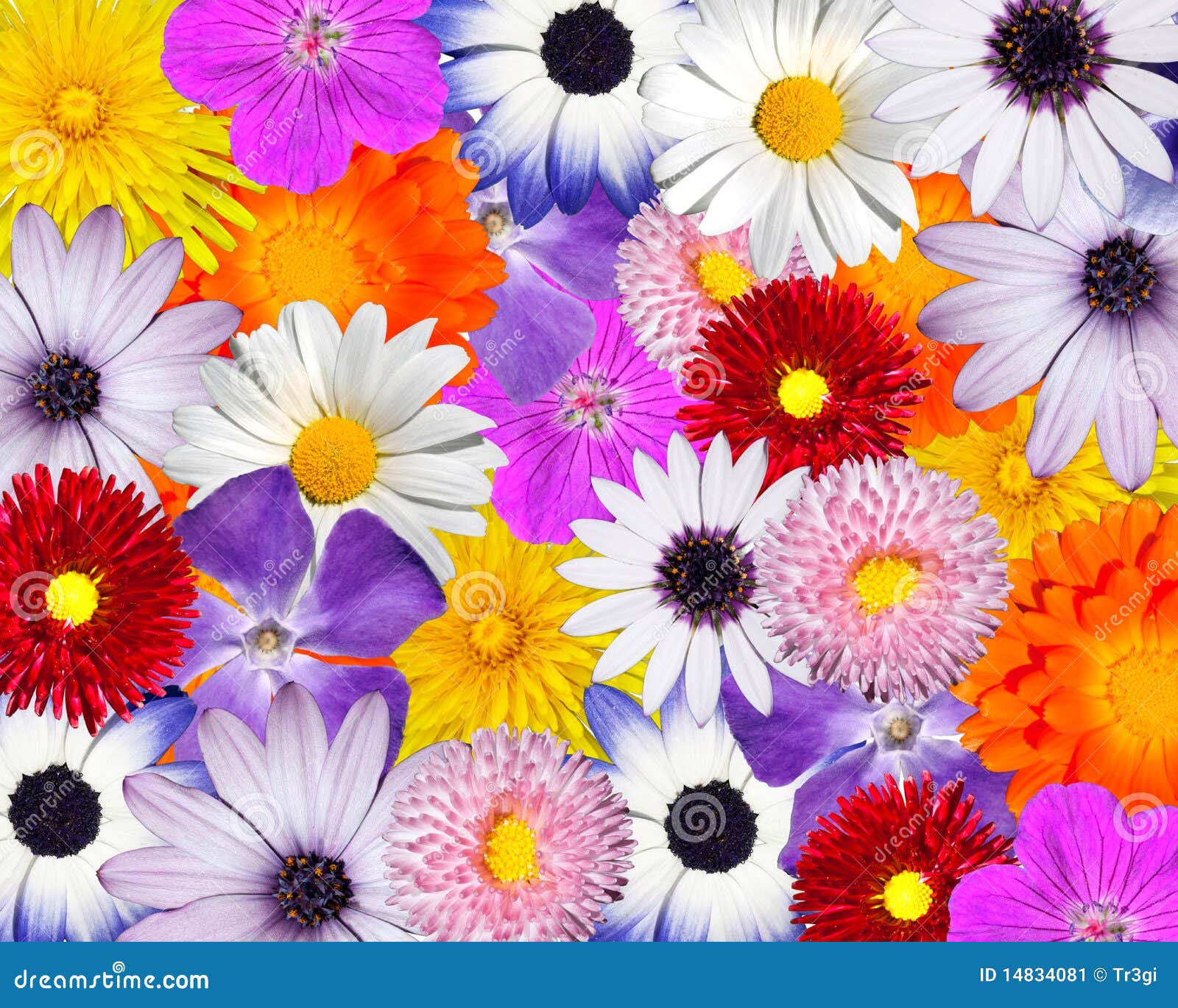 Multicolored Floral Background. Colorful Flowers Stock Illustration ...